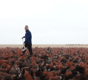 Man Becomes Internet Celebrity Raising 70,000 Chickens