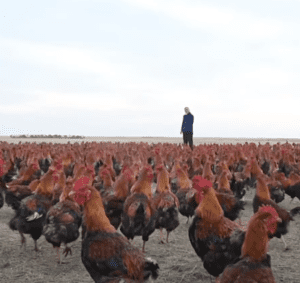 Man Becomes Internet Celebrity Raising 70,000 Chickens