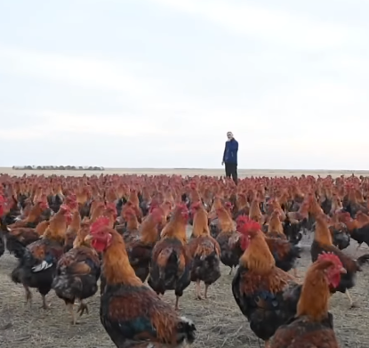 Man Becomes Internet Celebrity Raising 70,000 Chickens
