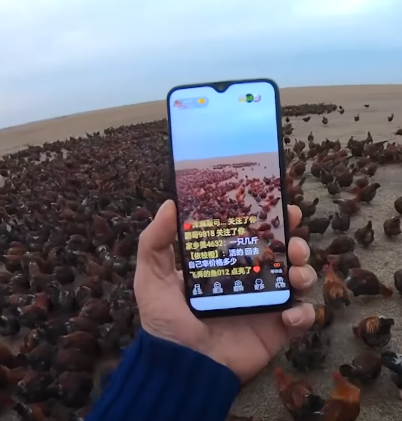 Man Becomes Internet Celebrity Raising 70,000 Chickens