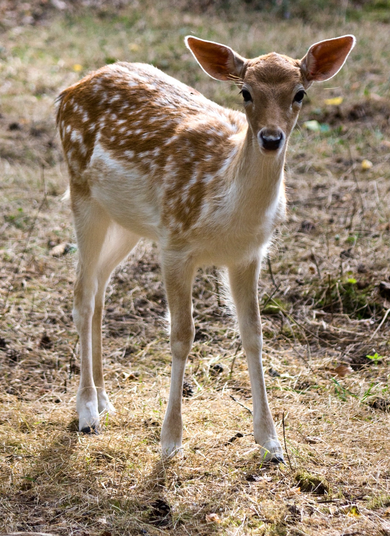 Gentle deer wanders into yard – and finds a new friend waiting for her