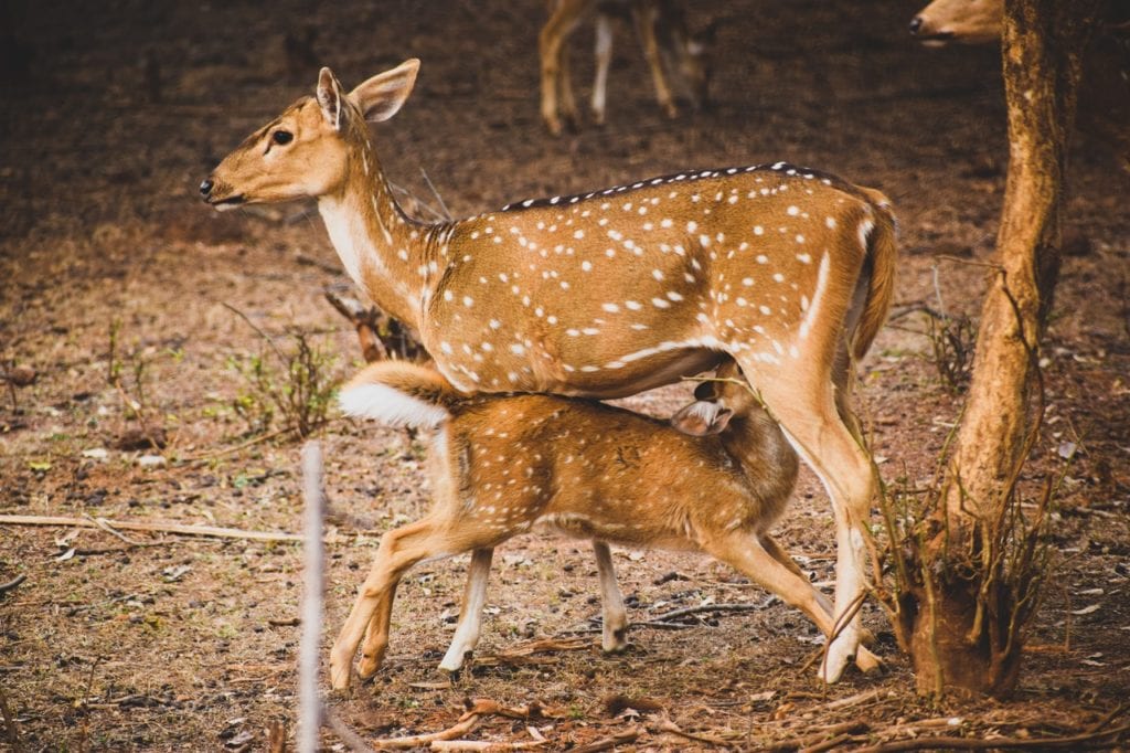 Gentle deer wanders into yard – and finds a new friend waiting for her