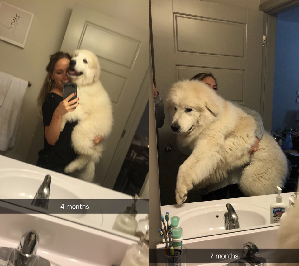 30 gigantic beast-dogs who are bigger than their owners