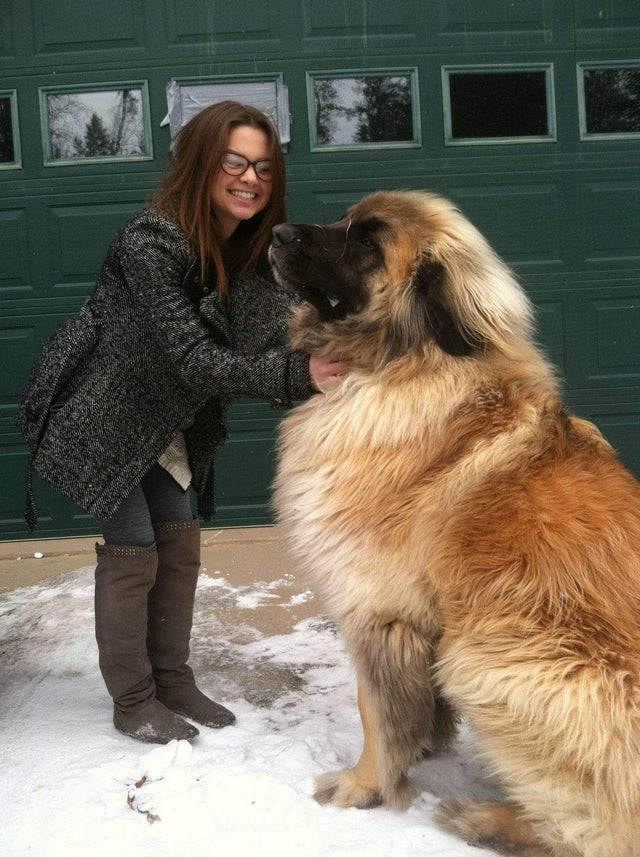 30 gigantic beast-dogs who are bigger than their owners