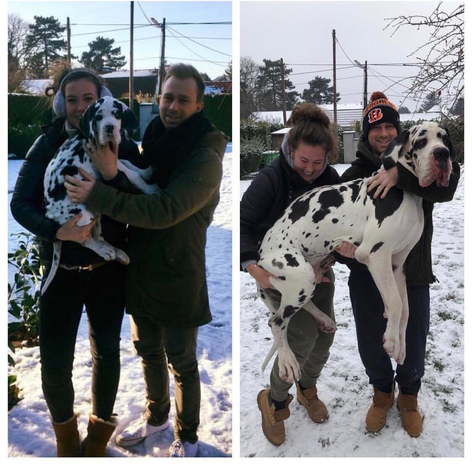 30 gigantic beast-dogs who are bigger than their owners