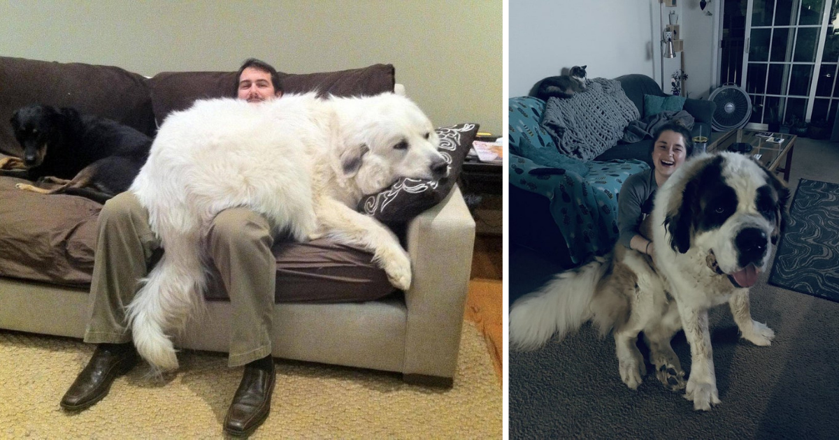 30 gigantic beast-dogs who are bigger than their owners
