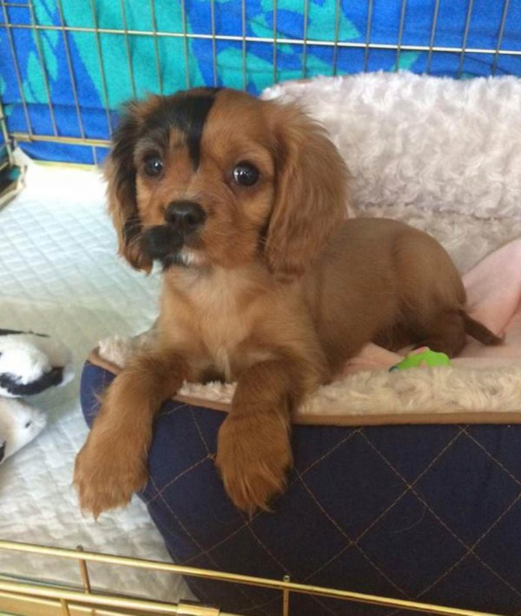 60 dogs with unusual and unique fur markings