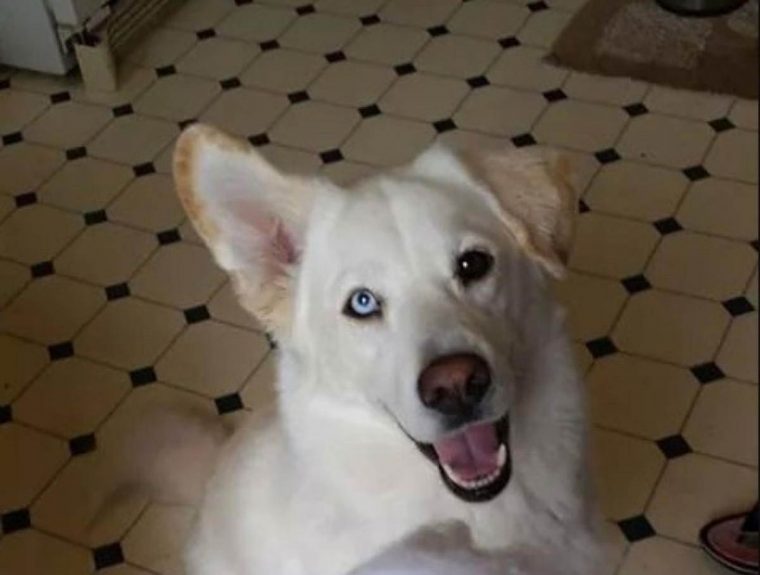 60 dogs with unusual and unique fur markings