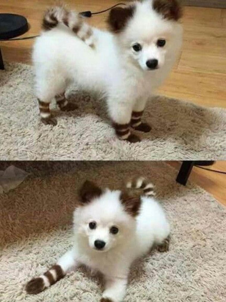 60 dogs with unusual and unique fur markings