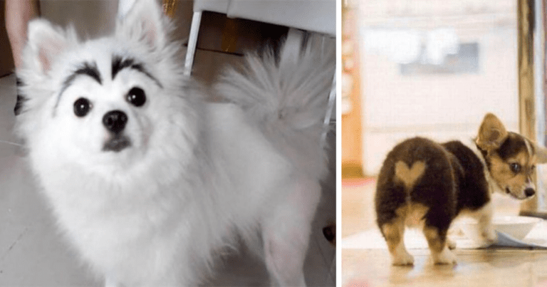 60 dogs with unusual and unique fur markings