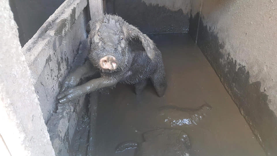 From starving to thriving. How these lucky pigs were saved