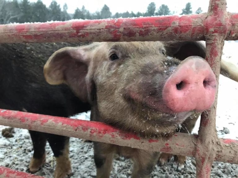 From starving to thriving. How these lucky pigs were saved