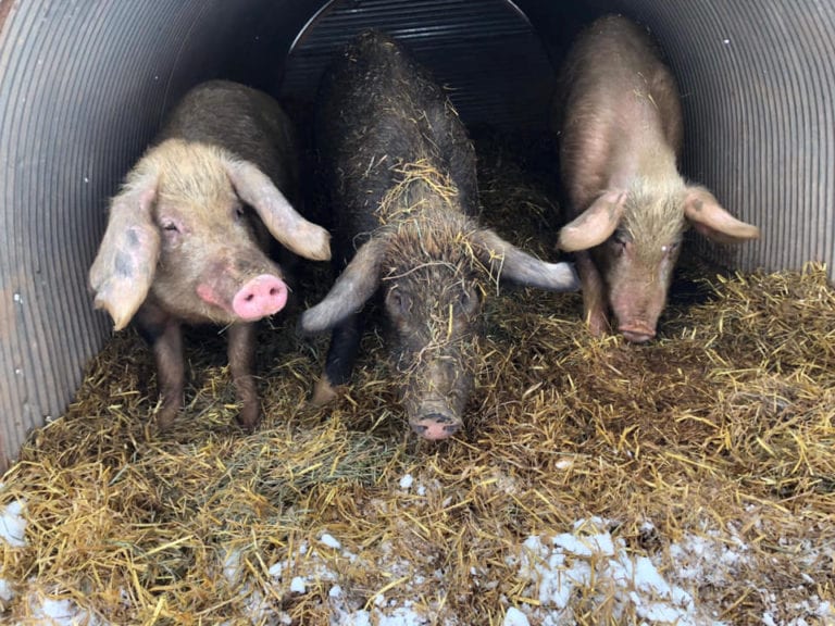 From starving to thriving. How these lucky pigs were saved