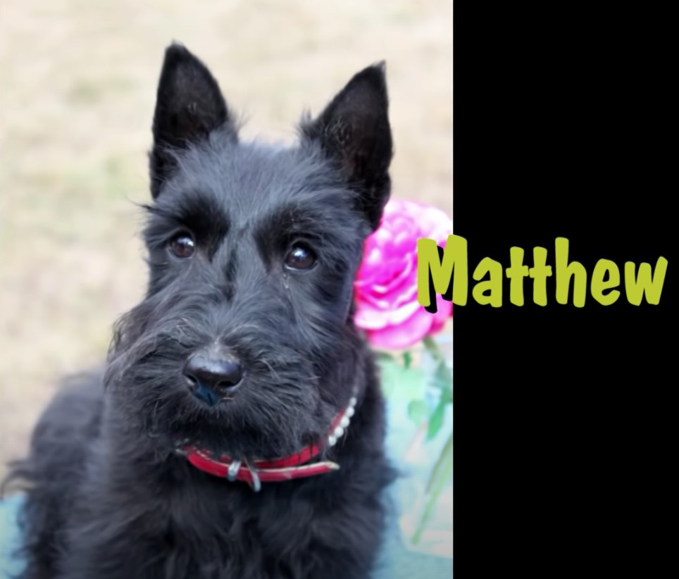 Scotties Break Into Hilarious Formation At Mealtime