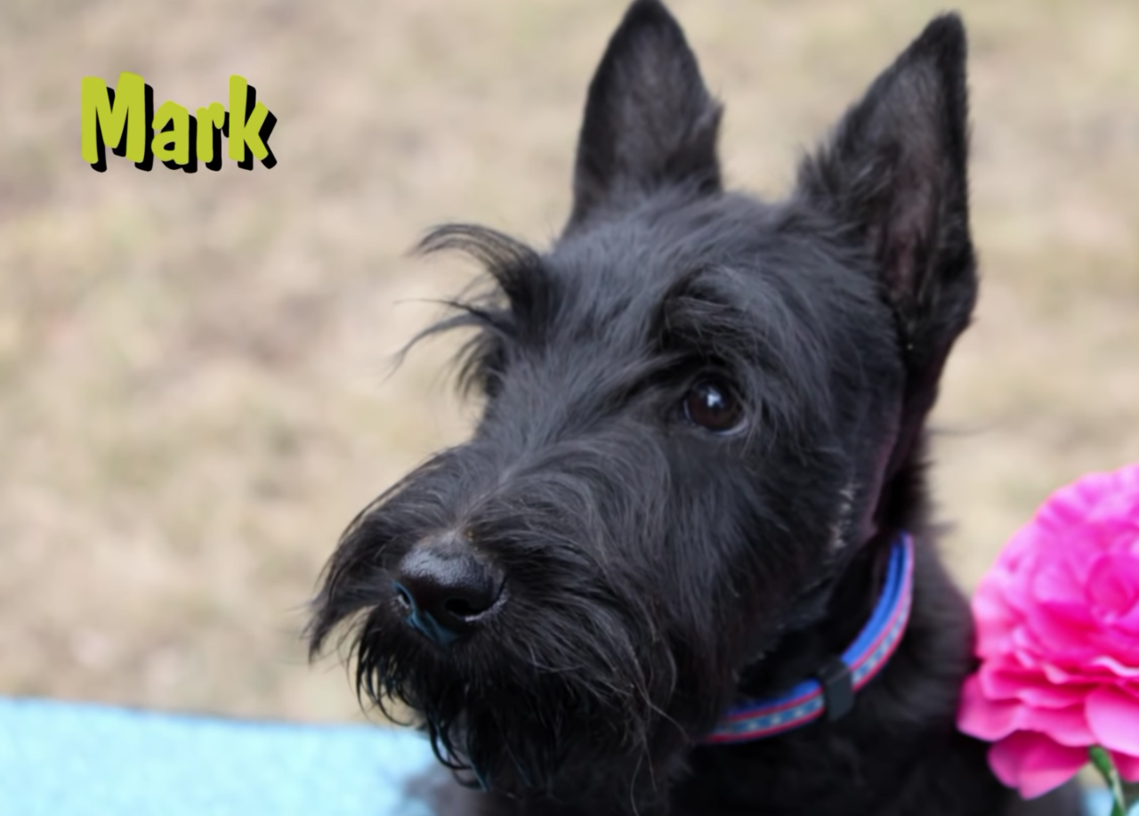 Scotties Break Into Hilarious Formation At Mealtime