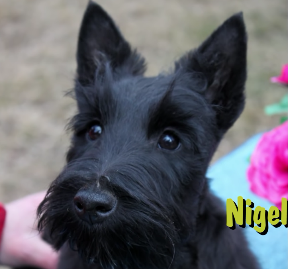 Scotties Break Into Hilarious Formation At Mealtime