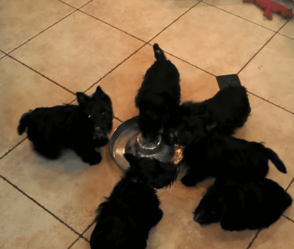 Scotties Break Into Hilarious Formation At Mealtime