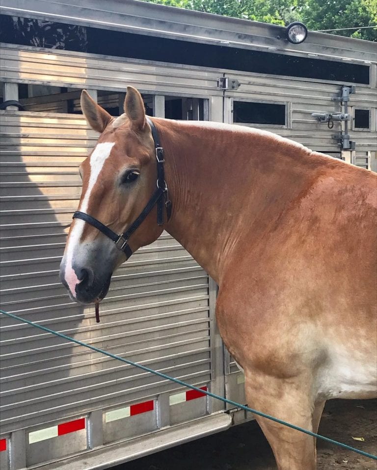 Belgian Horse Hears Owner’s Whistle And Sprints Into Majestic Run