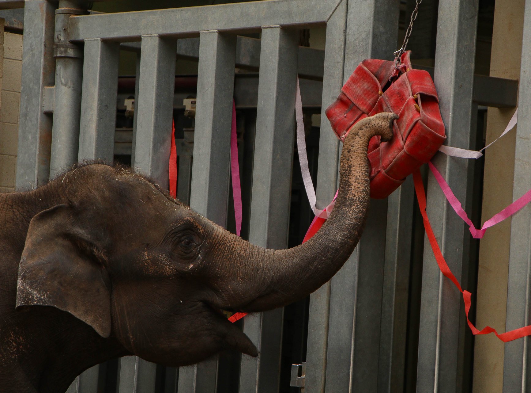 Zoo shares ultrasound of baby elephant and people can’t get enough of ...
