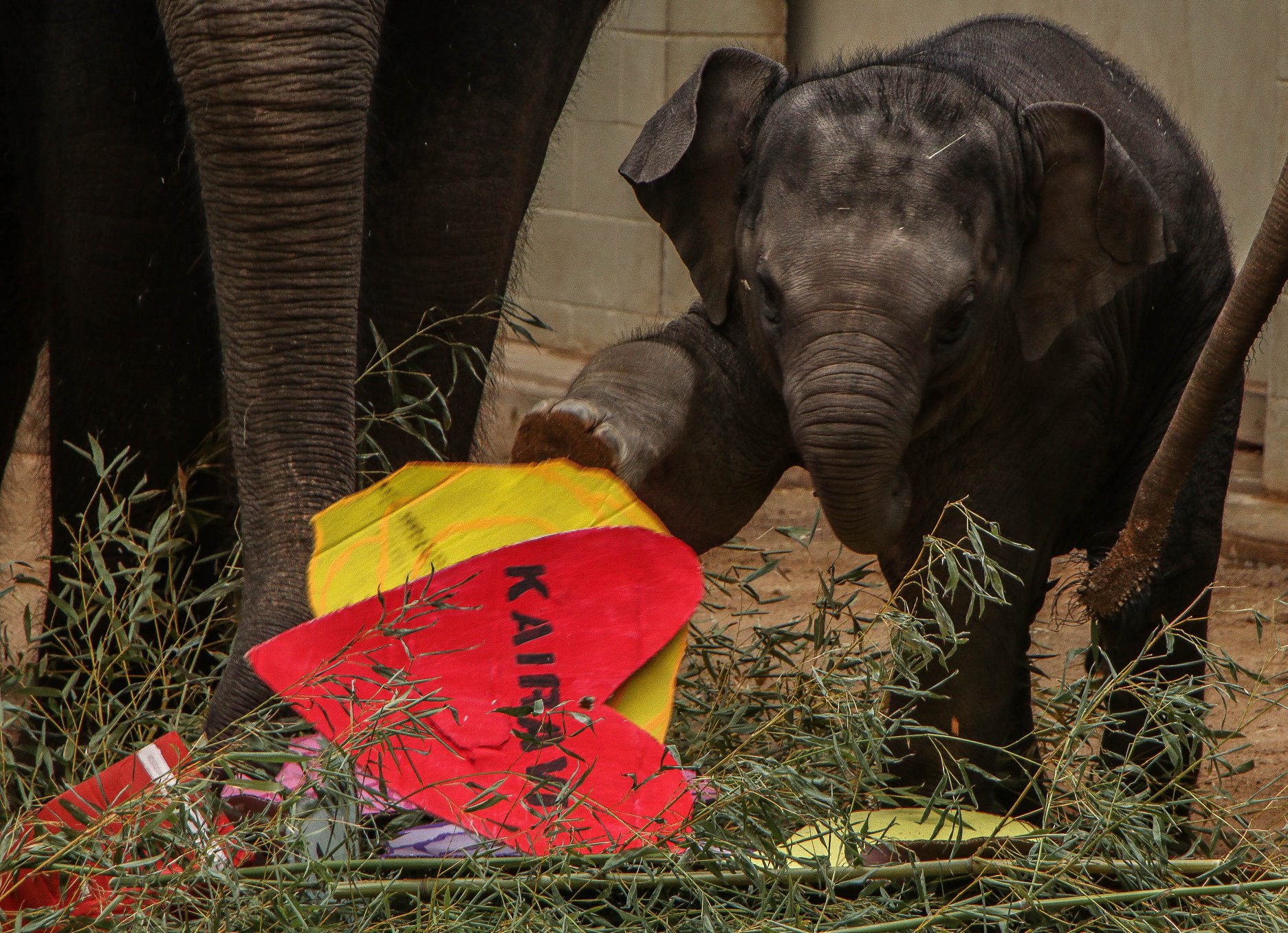 Zoo shares ultrasound of baby elephant and people can’t get enough of ...