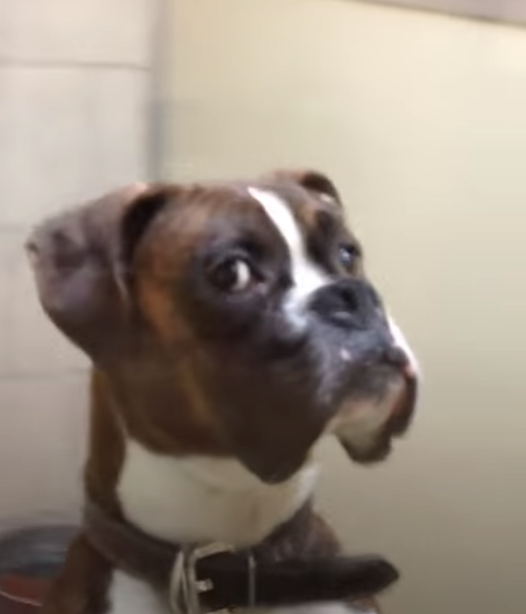 We can’t stop laughing at dog’s expression when kennel staff check on him