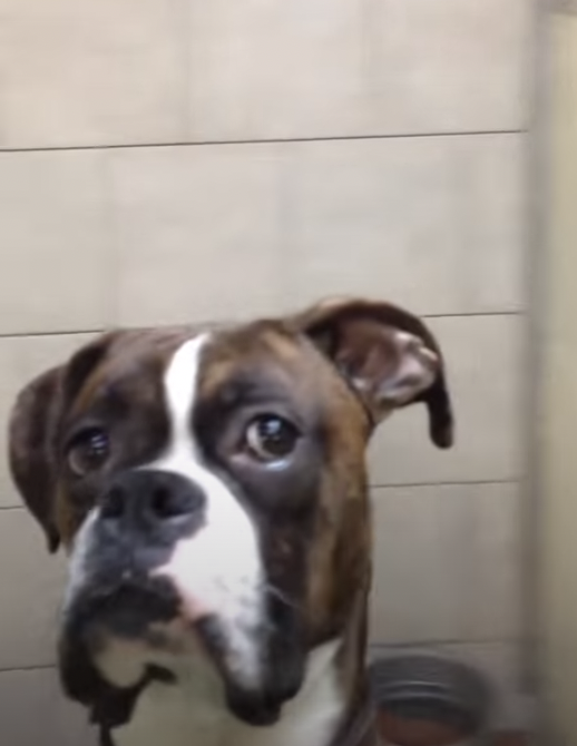 We can’t stop laughing at dog’s expression when kennel staff check on him