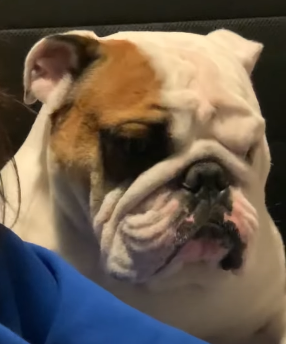 Bulldog Melts Hearts With Sweet Apology