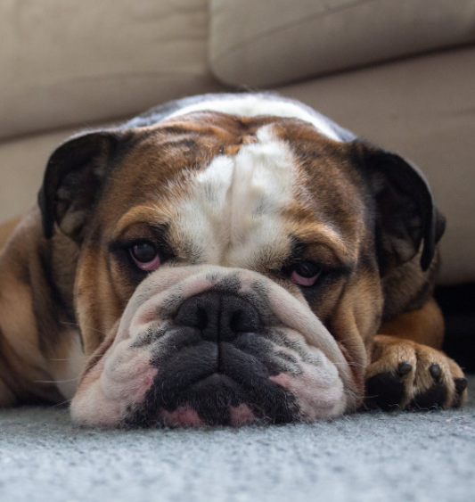 Bulldog Melts Hearts With Sweet Apology