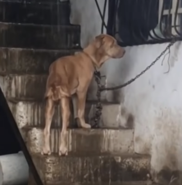 Dog spent her life on such a short chain she couldn’t even lift her head
