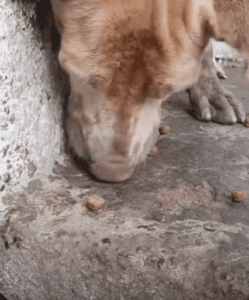 Dog spent her life on such a short chain she couldn’t even lift her head