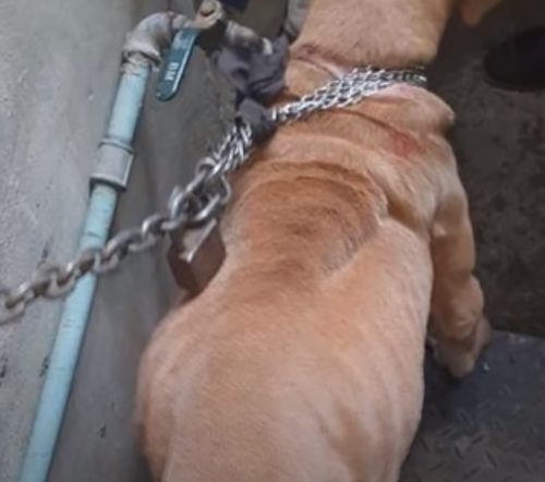 Dog spent her life on such a short chain she couldn’t even lift her head