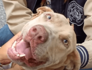 Dog spent her life on such a short chain she couldn’t even lift her head