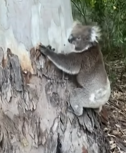 Homeowners have quite the scare when furry guest shows up in their tree