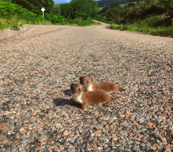 60 crack-up pics of animals snapped at just the right time