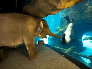 60 crack-up pics of animals snapped at just the right time