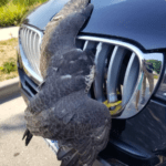 60 crack-up pics of animals snapped at just the right time