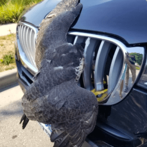 60 crack-up pics of animals snapped at just the right time