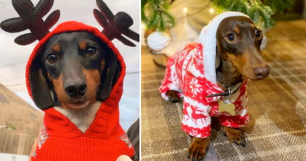 35 Dachshunds Who Are Adorably Ready For The Holidays