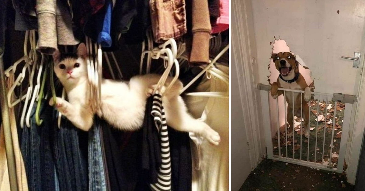 50 naughty pets who didn’t expect their humans to get home so soon