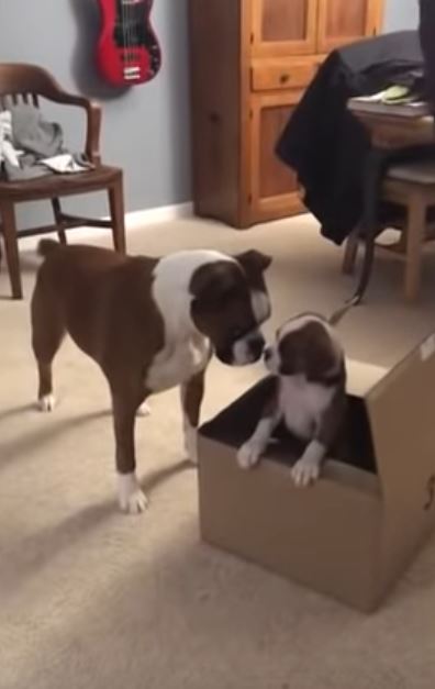 Owner records Boxer’s reaction to new puppy look alike in a box