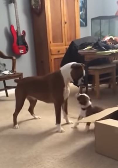 Owner records Boxer’s reaction to new puppy look alike in a box