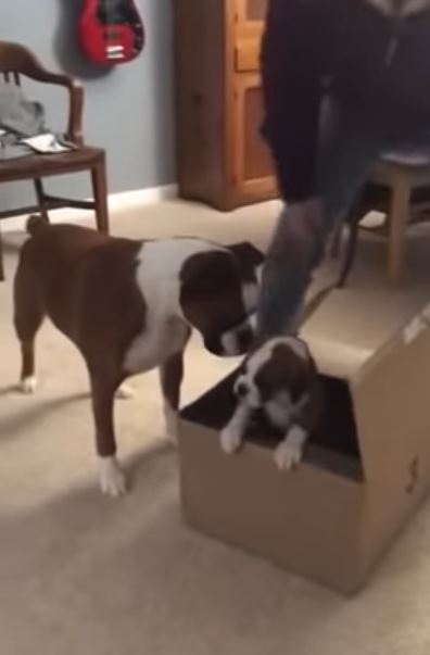 Owner records Boxer’s reaction to new puppy look alike in a box