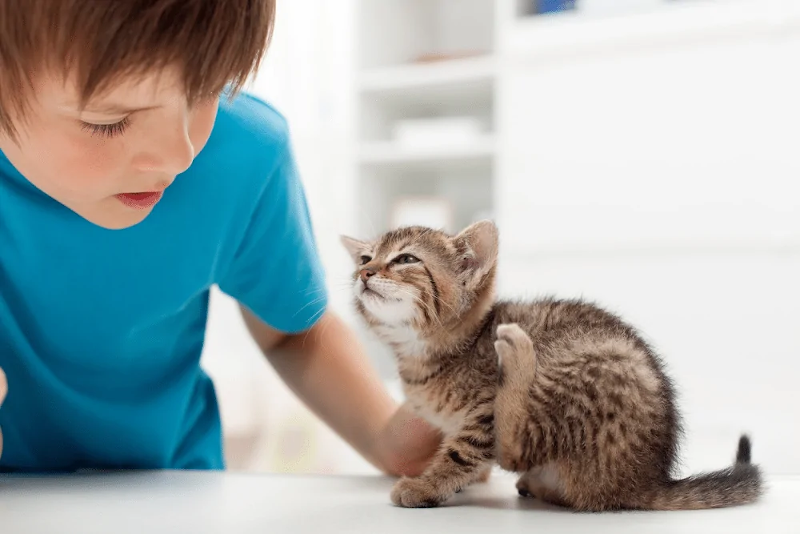 25+ essential tips every cat-owner MUST remember