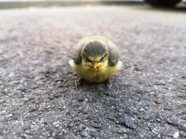 60 crack-up pics of animals snapped at just the right time