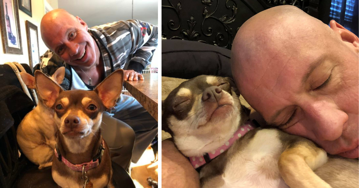 Heartbroken man who was saved by Chihuahua has now rescued over 30 tiny ...