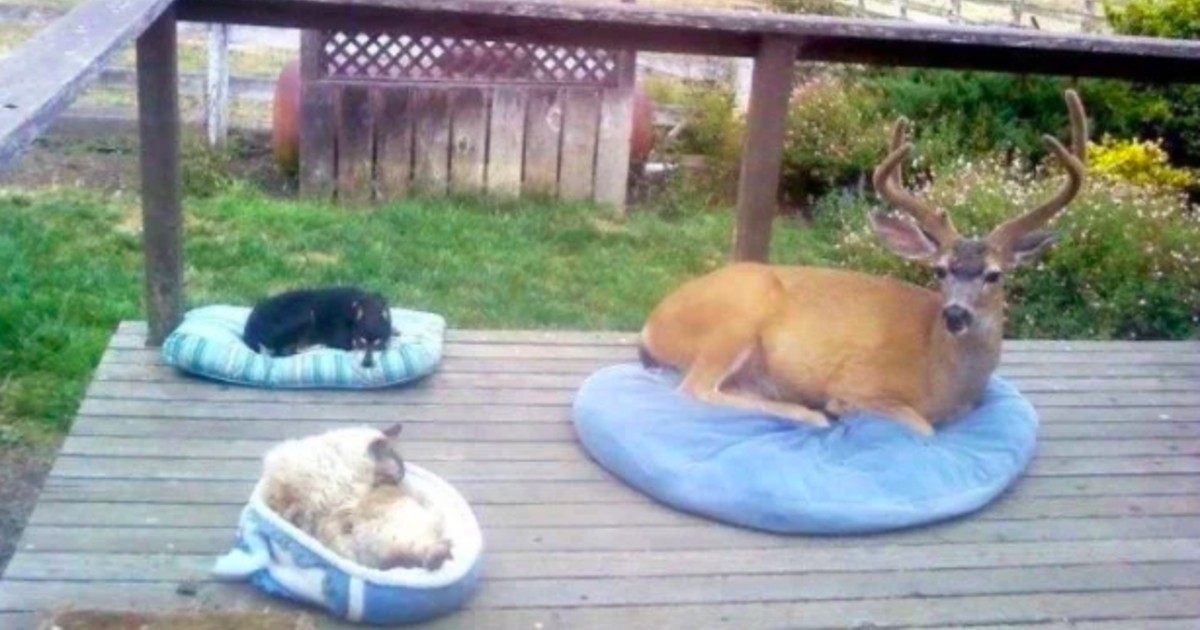 60 crack-up pics of animals snapped at just the right time