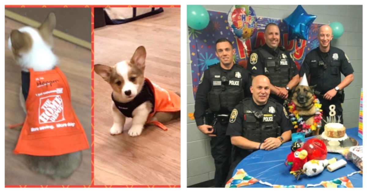 50 adorable dogs that take their jobs very seriously