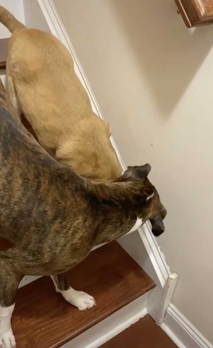 Kind boxer helps his blind friend down flight of stairs in adorable video
