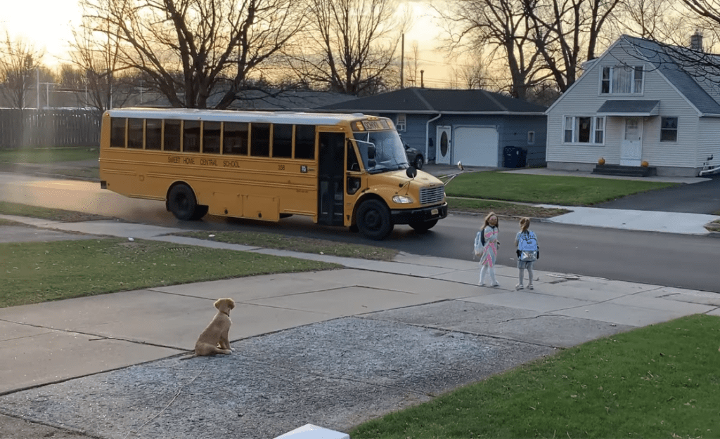 Golden retriever puppy guards the bus every morning and takes his job ...