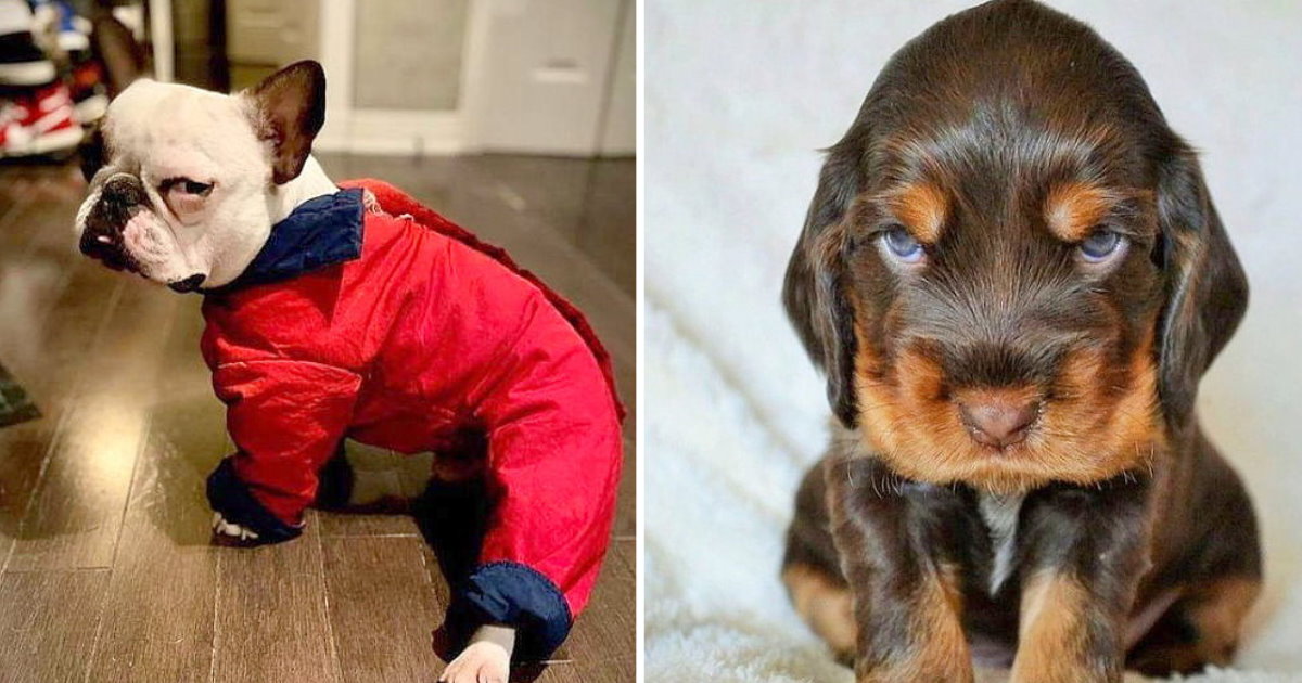 40 Cute "Grumpy" Dogs That Will Charm Their Way Into Your Heart
